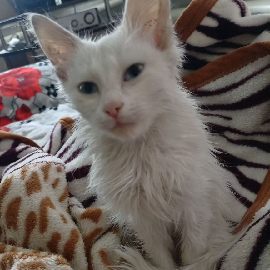 Котенок турецкой ангоры