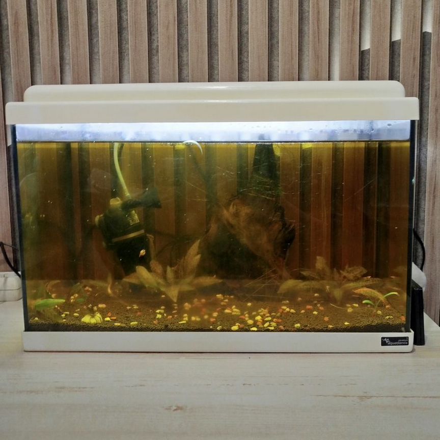 Аквариумные рыбки и растения