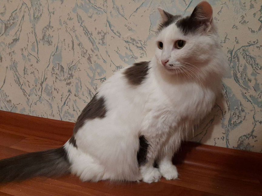 Ласковая кошка ищет дом