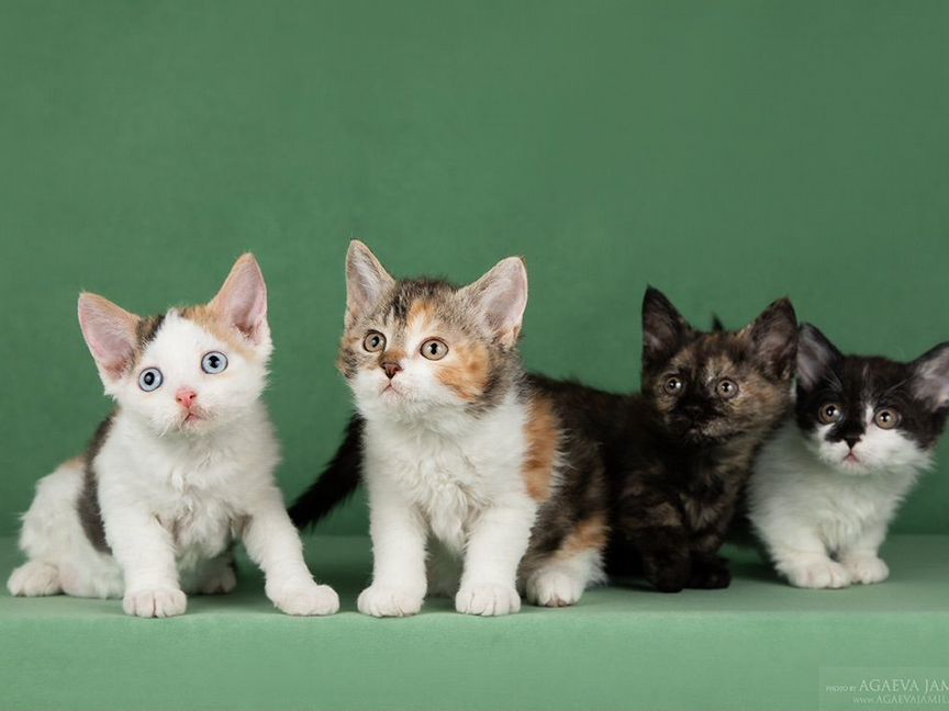Котята породы ламбкин
