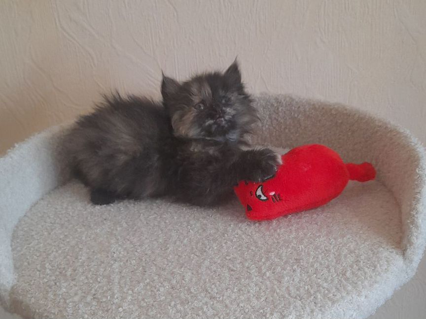 Хлоя Боня Ева - котята 1,5 месяца