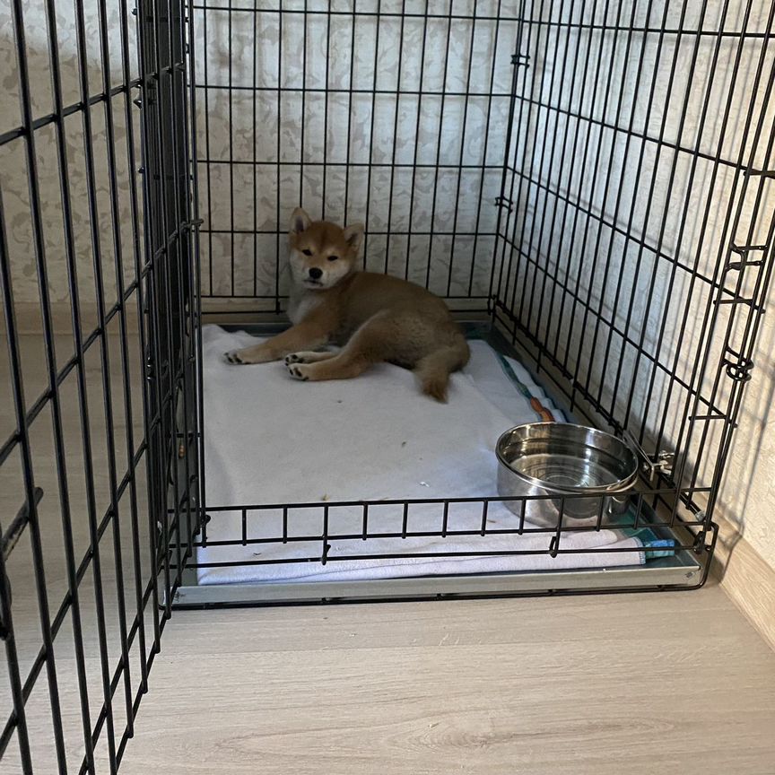 Клетка для собак средних размеров