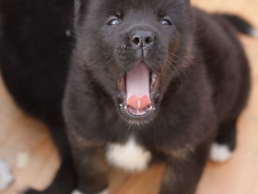 Американская акита