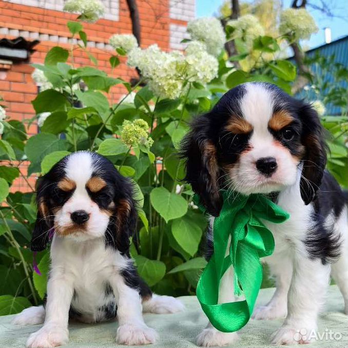 Красивые щенки кавалер кинг чарльз спаниель