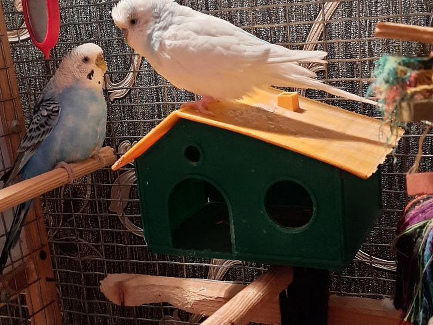 Волнистый попугаи