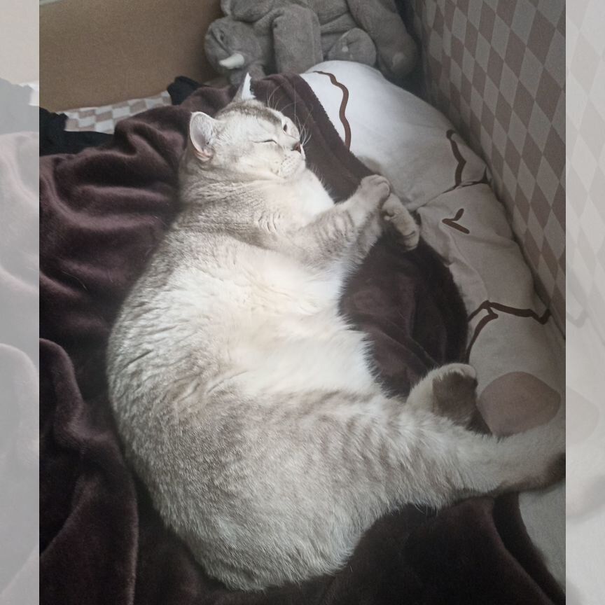 Британский короткошёрстный кот, взрослый