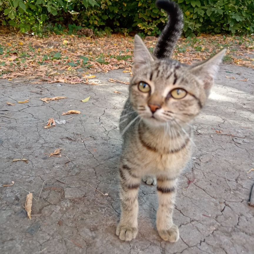 Котята в добрые руки бесплатно девочка