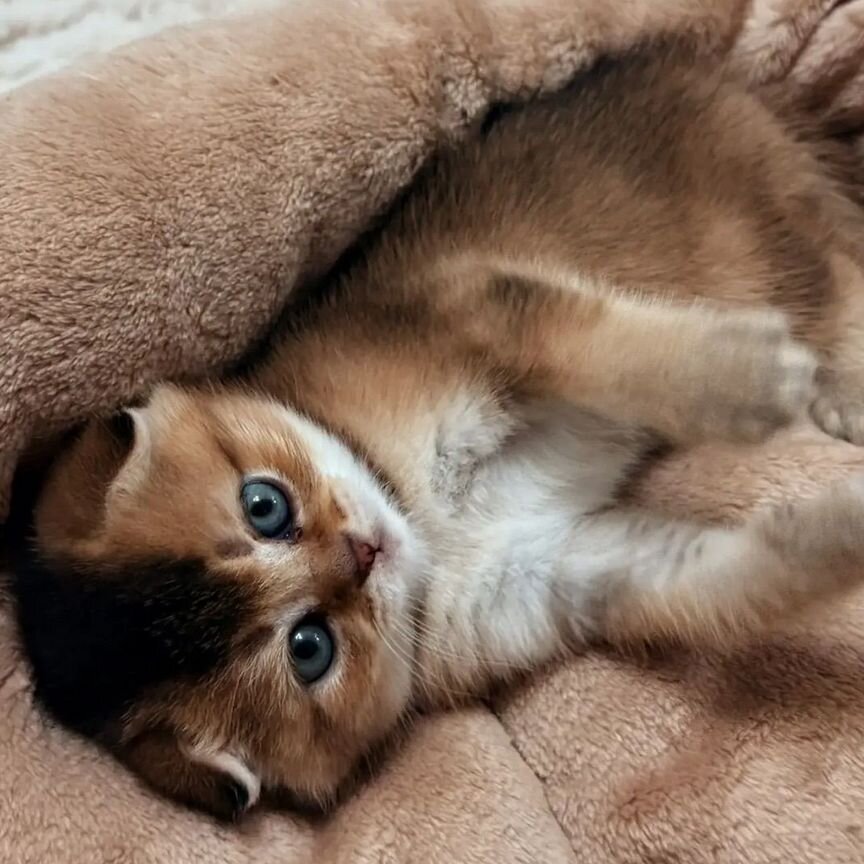 Шотландский вислоухий короткошёрстный котёнок