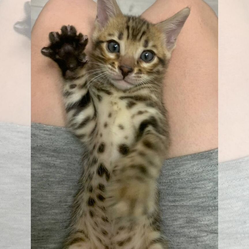 Бенгальская кошка