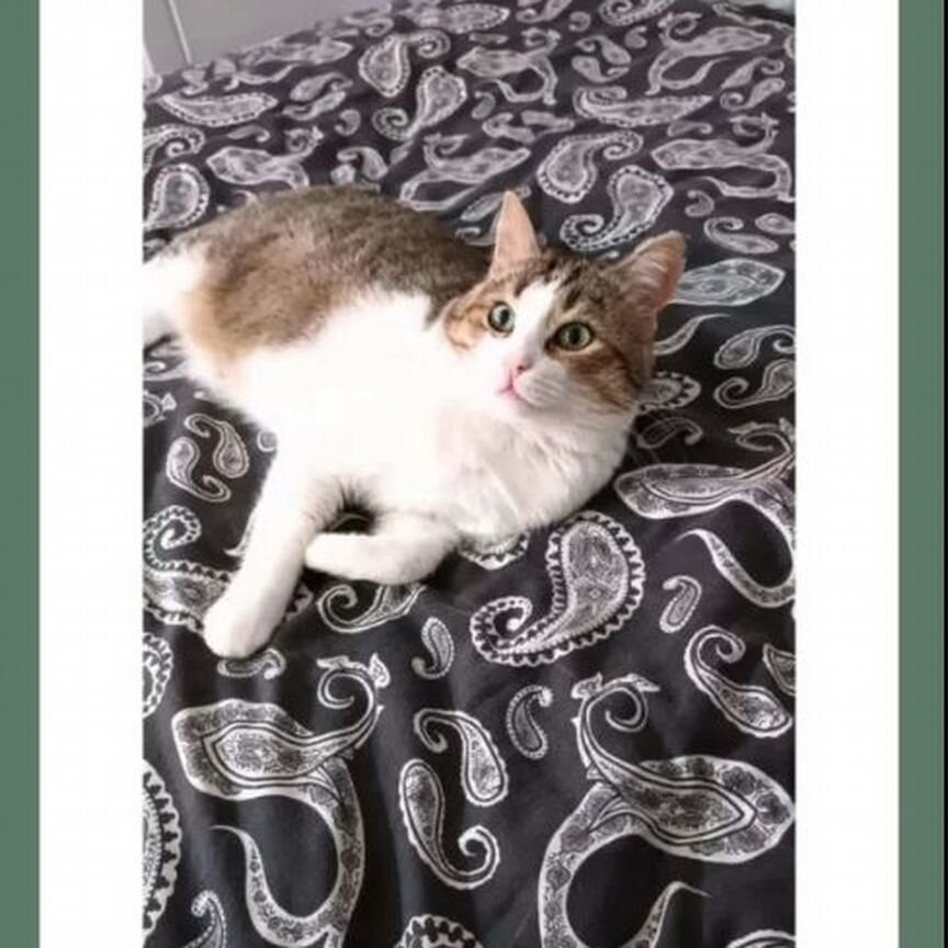 Диванный кот ищет дом, привезу сама