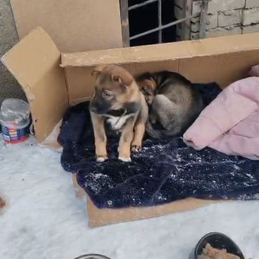 Щенок в добрые руки