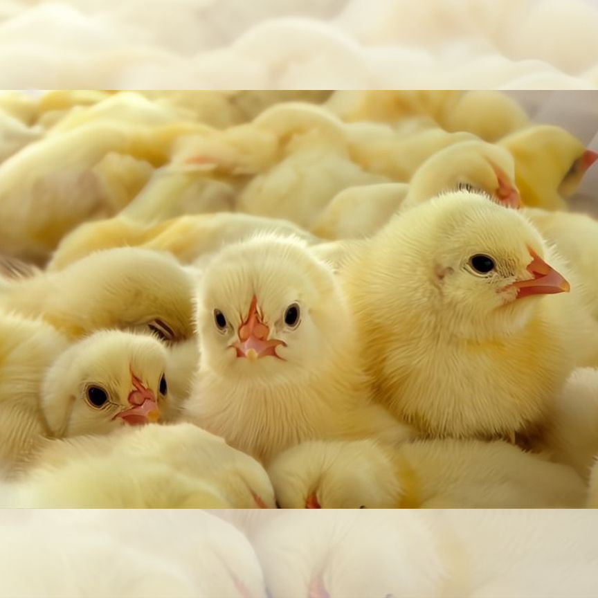 Цыплята бройлера, цв бройлер, индюшата