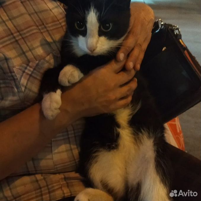 Чья потеряшка котик