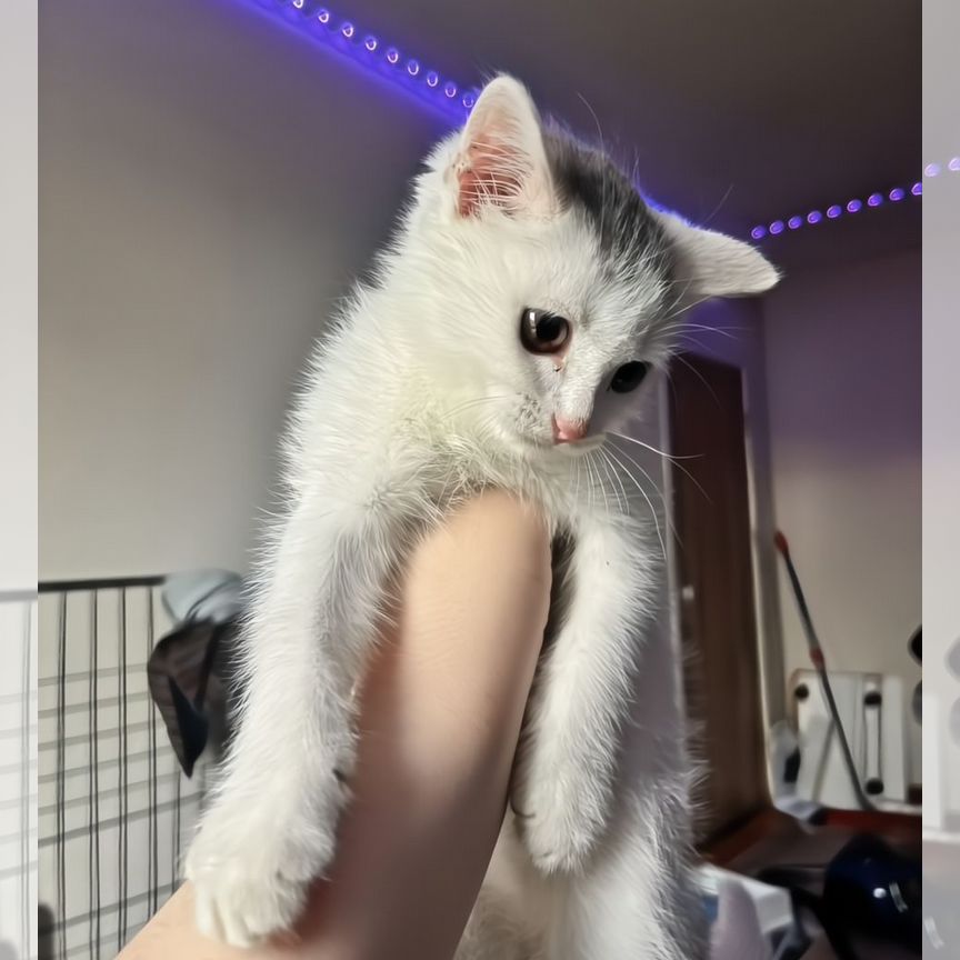Котёнок в добрые руки
