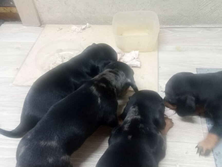 Кроличья такса