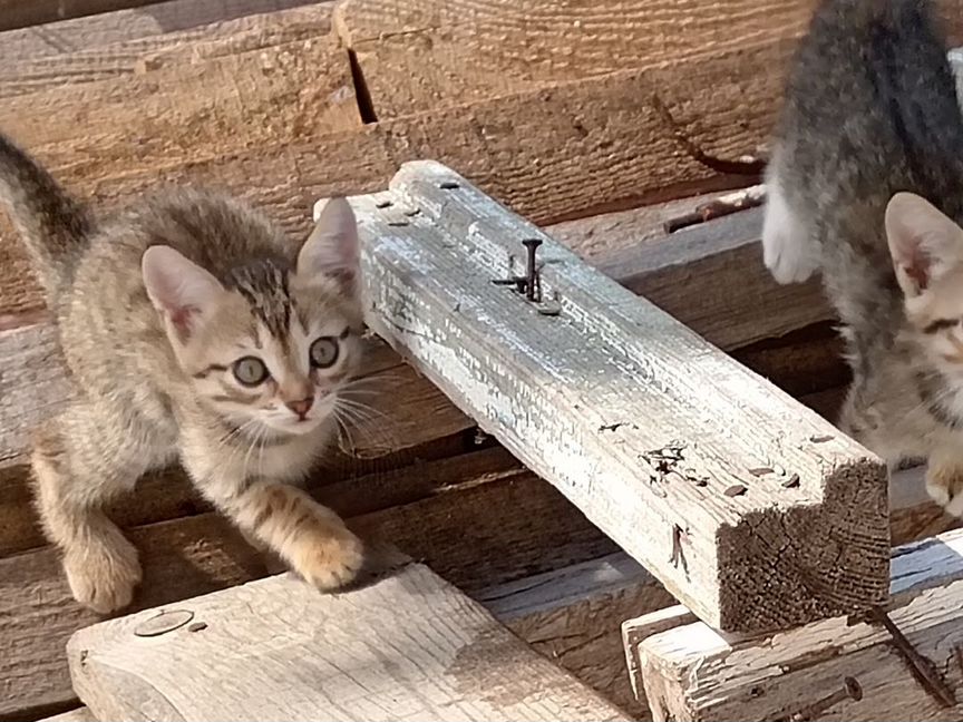 Отдам котяток