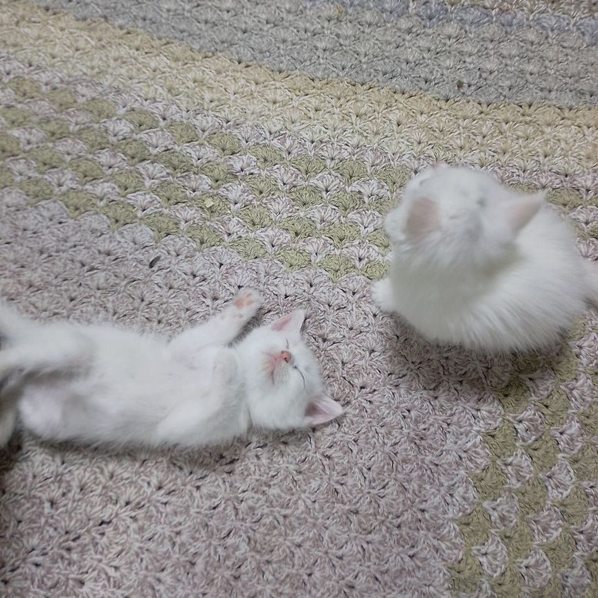 Котята девочки в добрые руки бесплатно