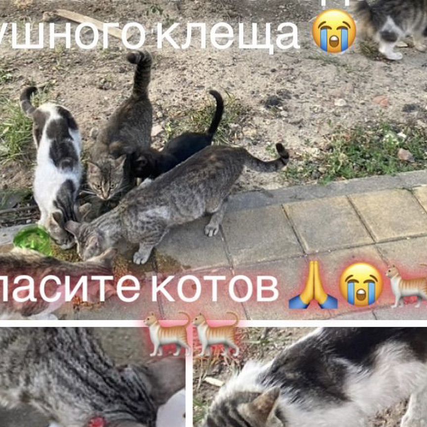 Погибают коты от голода и ушного клеща
