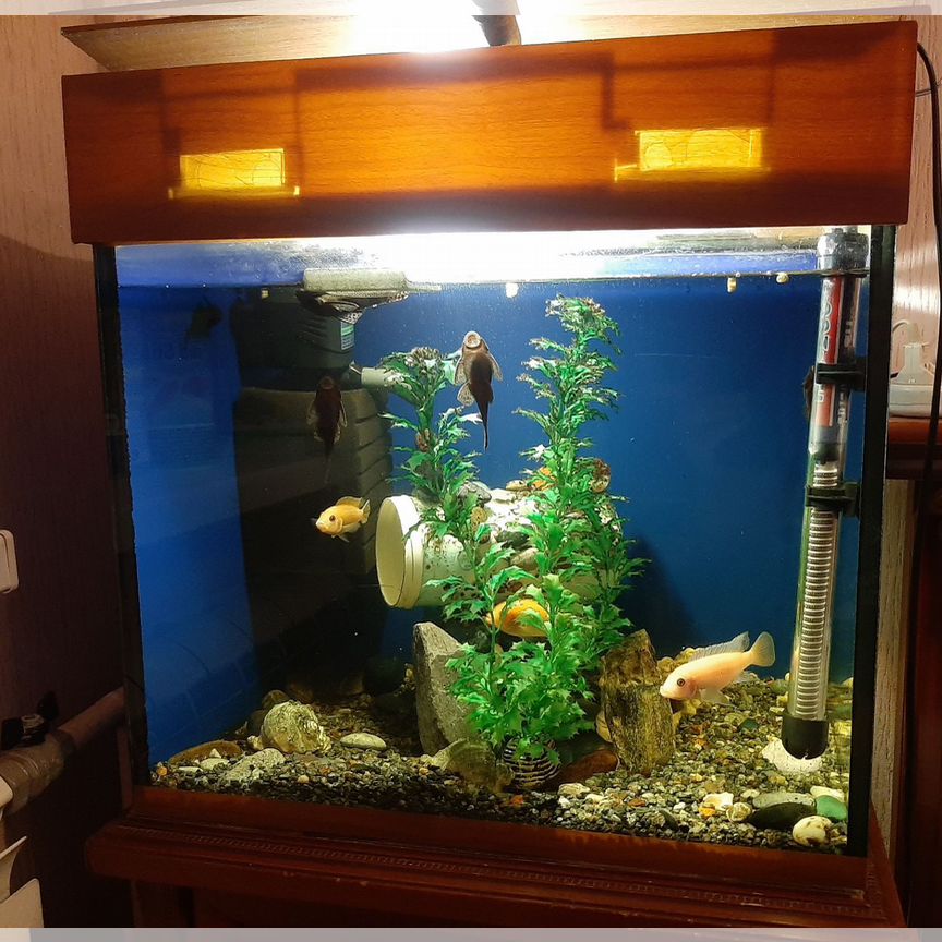 Аквариум с рыбками, компрессором и обогревателем