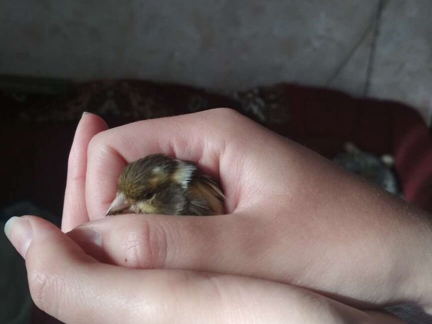 Найдена канарейка