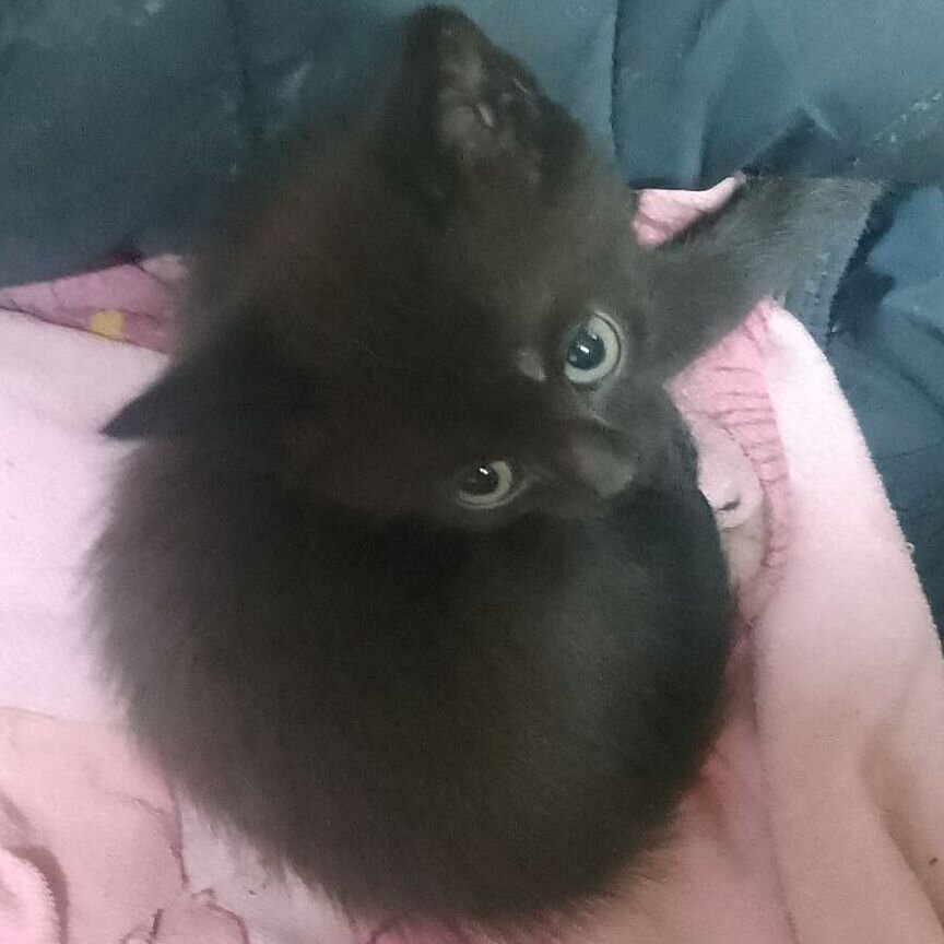 Мейн-кун котёнок