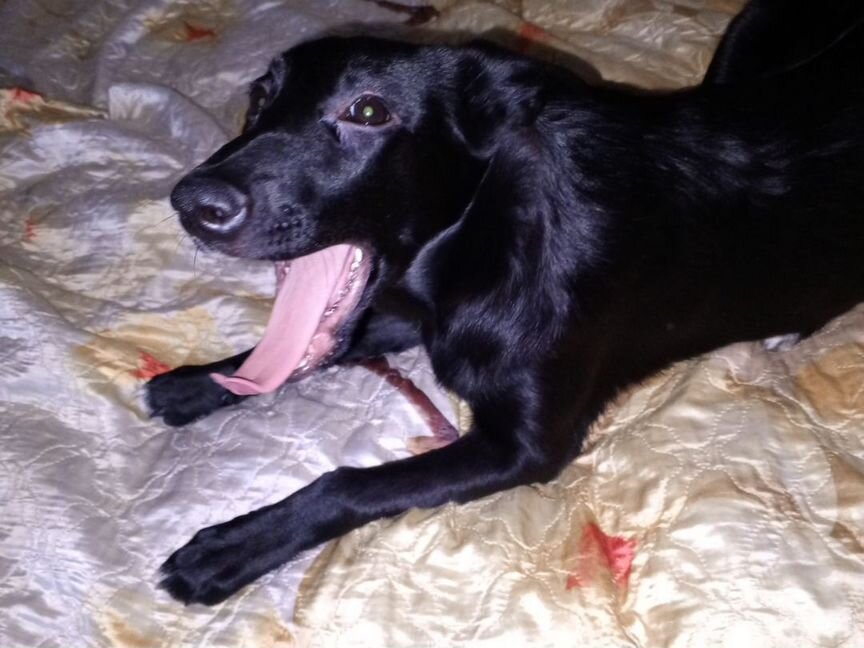 Собака в добрые руки щенок