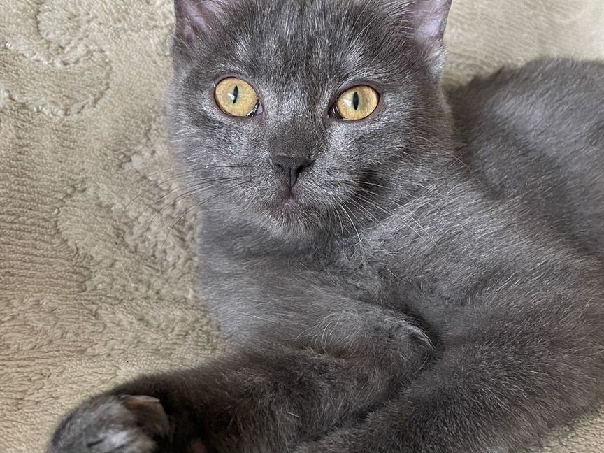 Кошечка 3 месяца