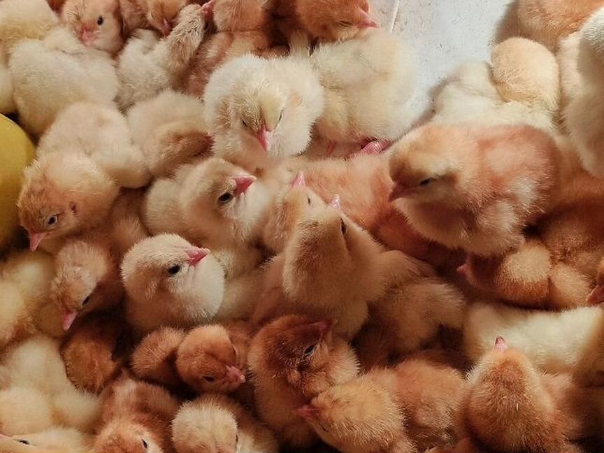 Цыплята суточные"Родонит'