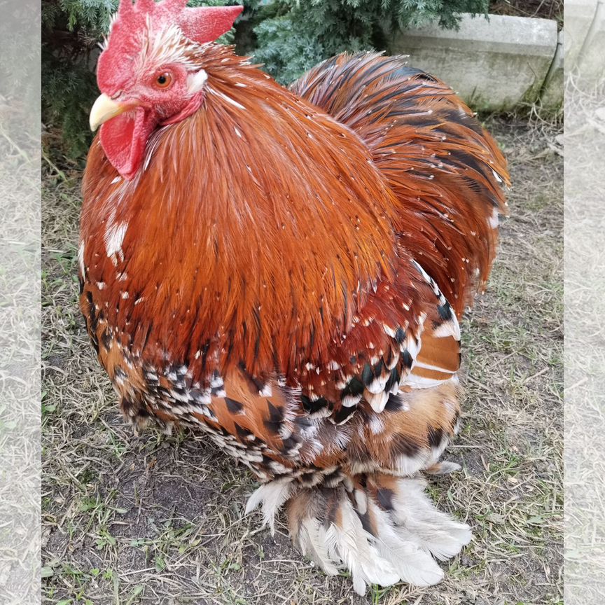 Петух, карликовый кохинхин