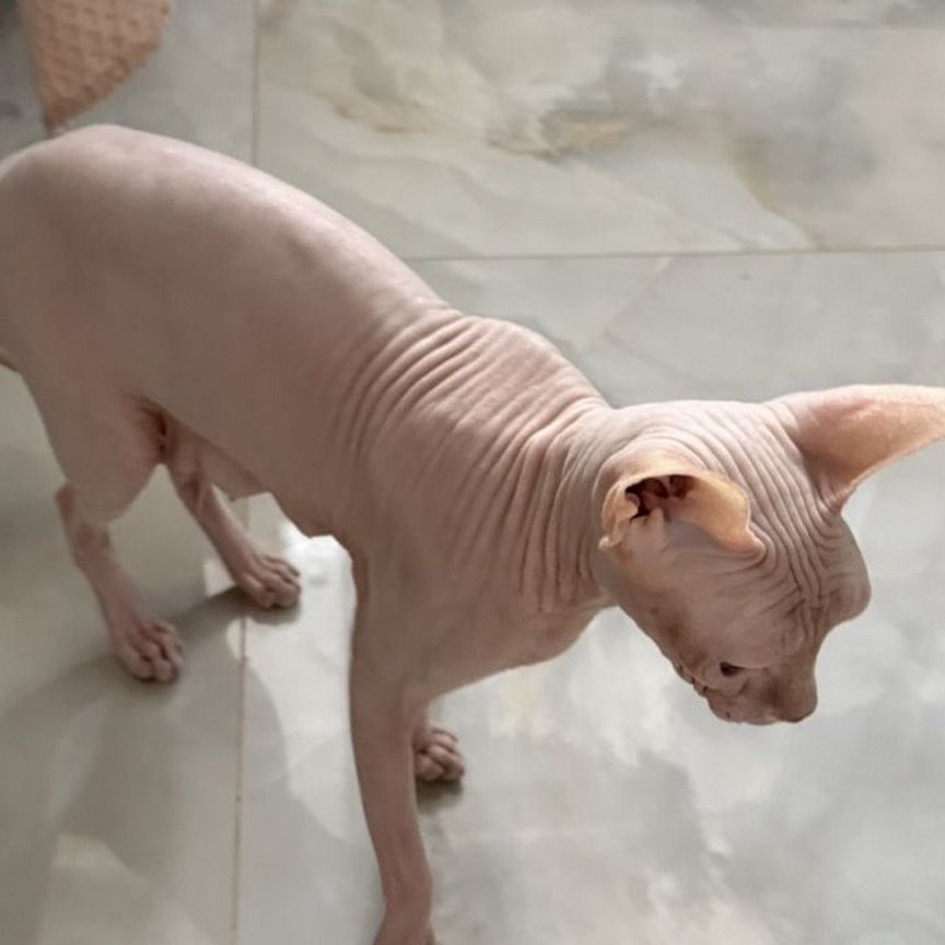 Канадский сфинкс, взрослая кошка