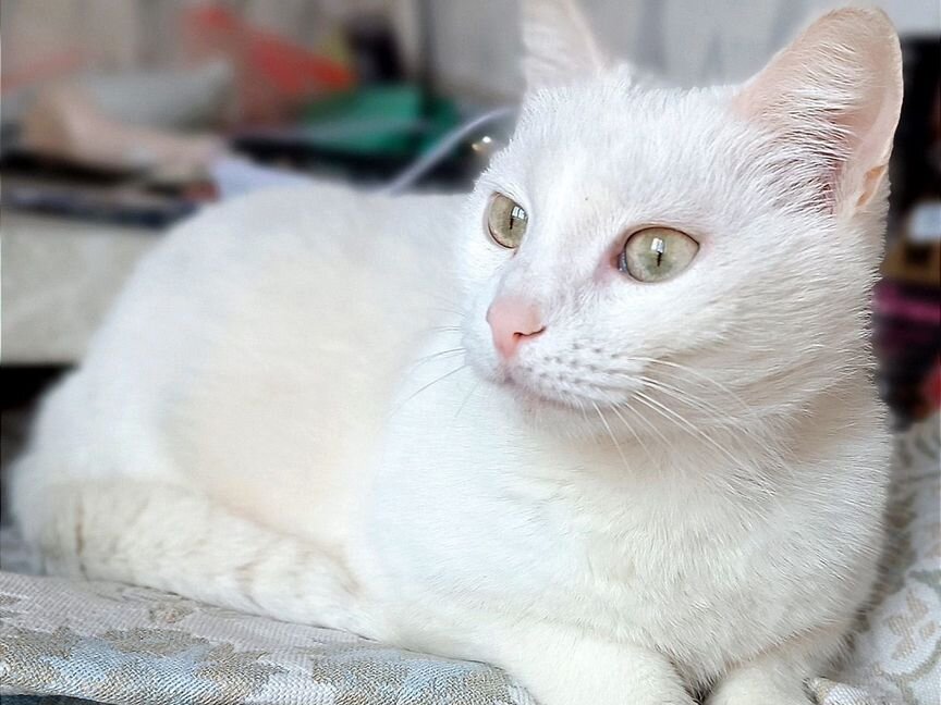 Кошечка Марта ищет дом