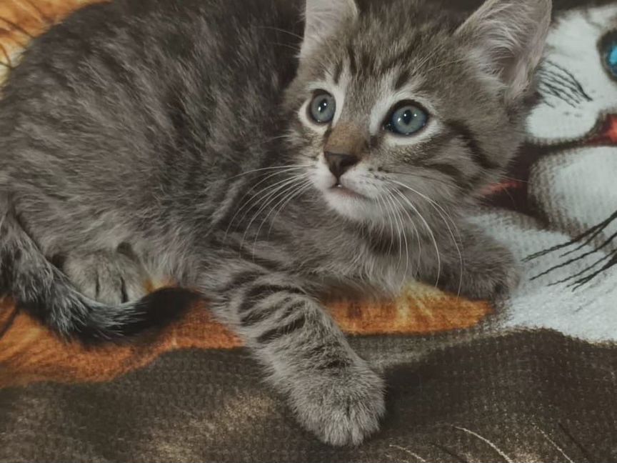 Котенок-мальчик 4 мес в дар с доставкой