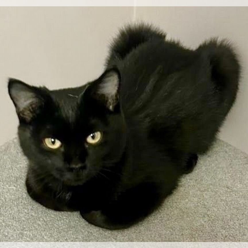 Алтайский котёнок