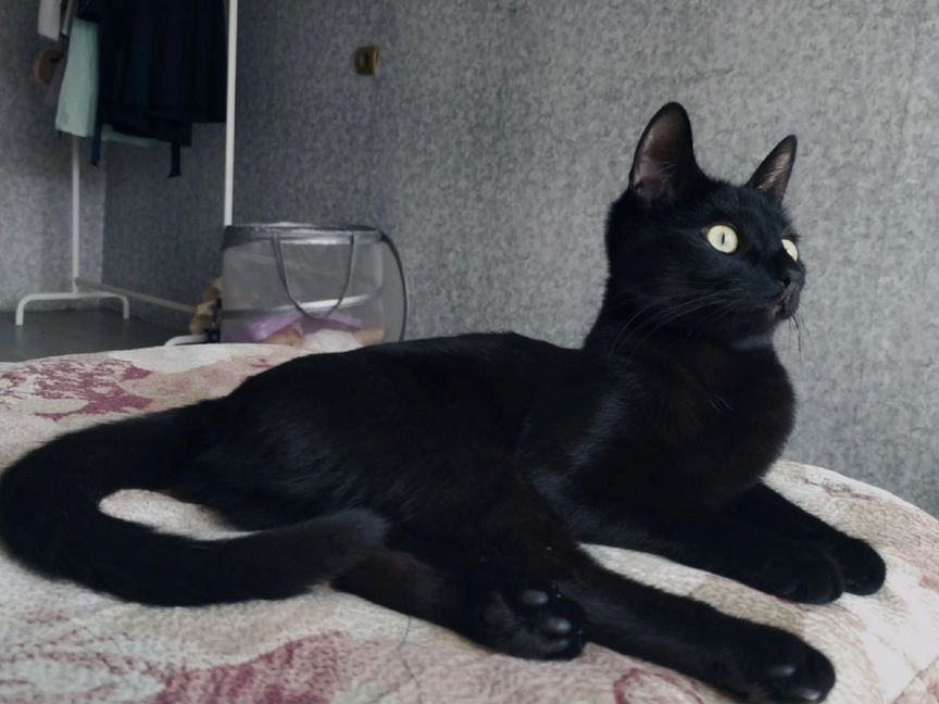 Черная кошечка