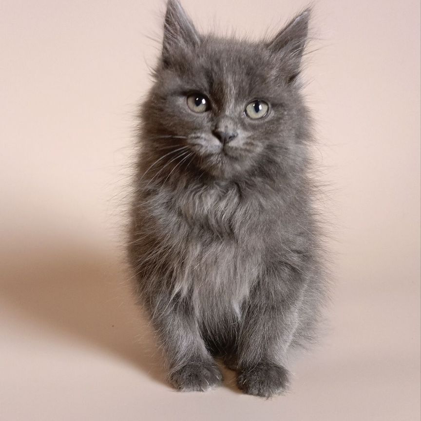 Котик