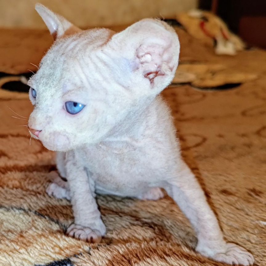 Донской сфинкс (мальчик)