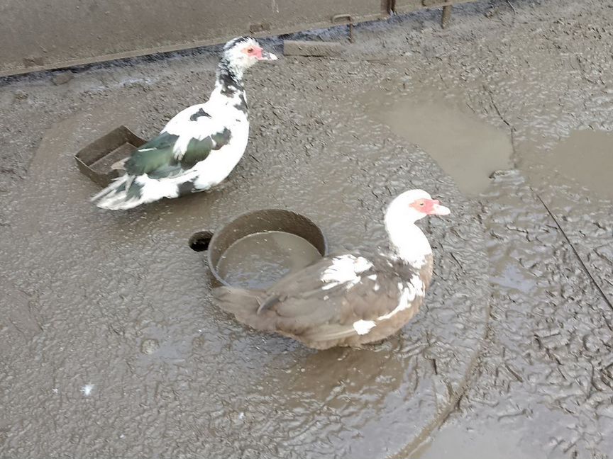 Мускусные уточки