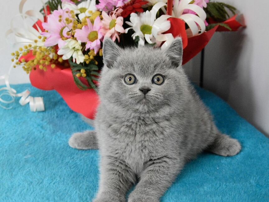 Голубые британцы с родословной