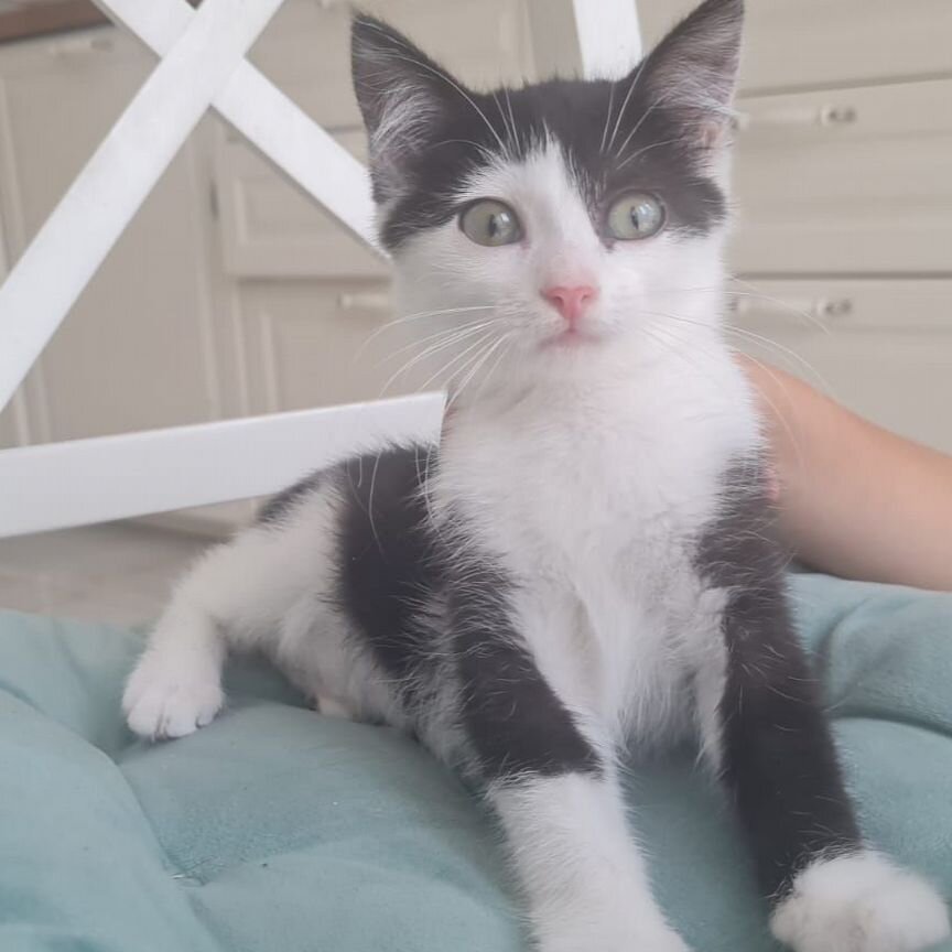 Котенок 2 месяца
