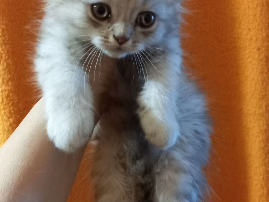 Шотландские вислоухие