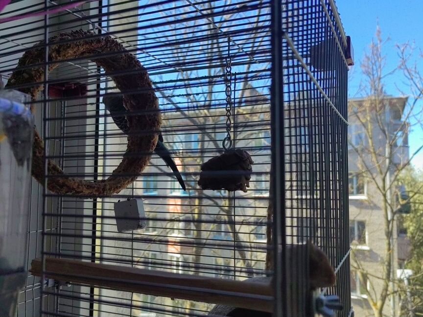 Волнистый попугай девочка 4 месяца