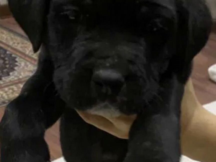 Щенки кане Корсо