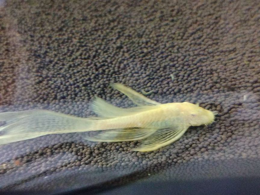 Аквариумные рыбки и растения