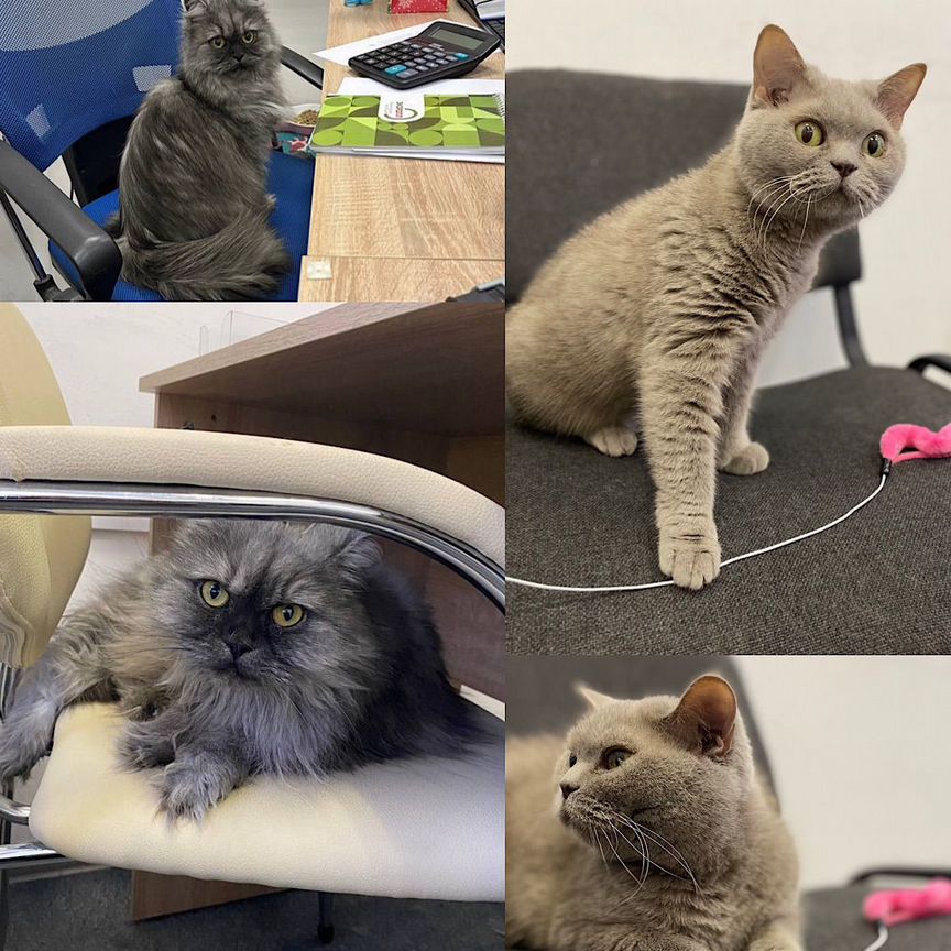 Кошечки ищут дом