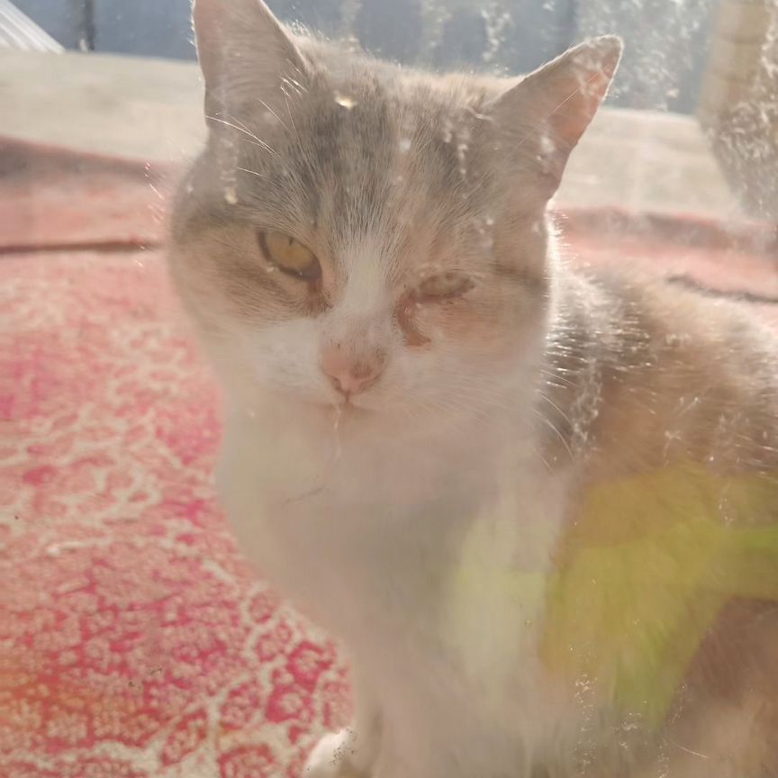 Одам в добрые руки