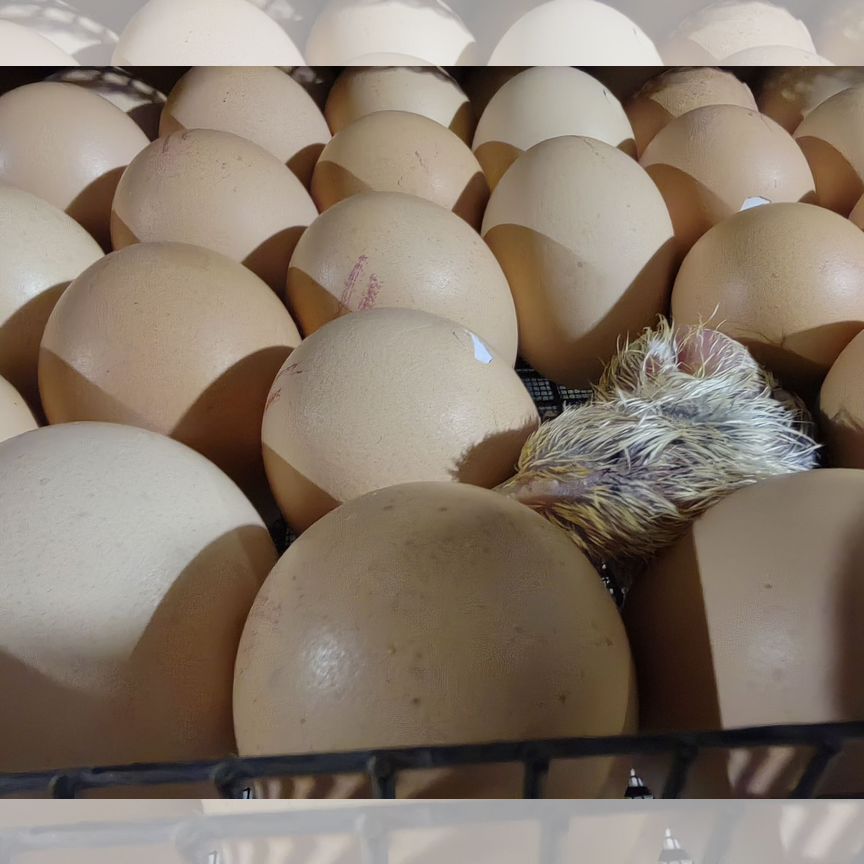 Цыплята суточные