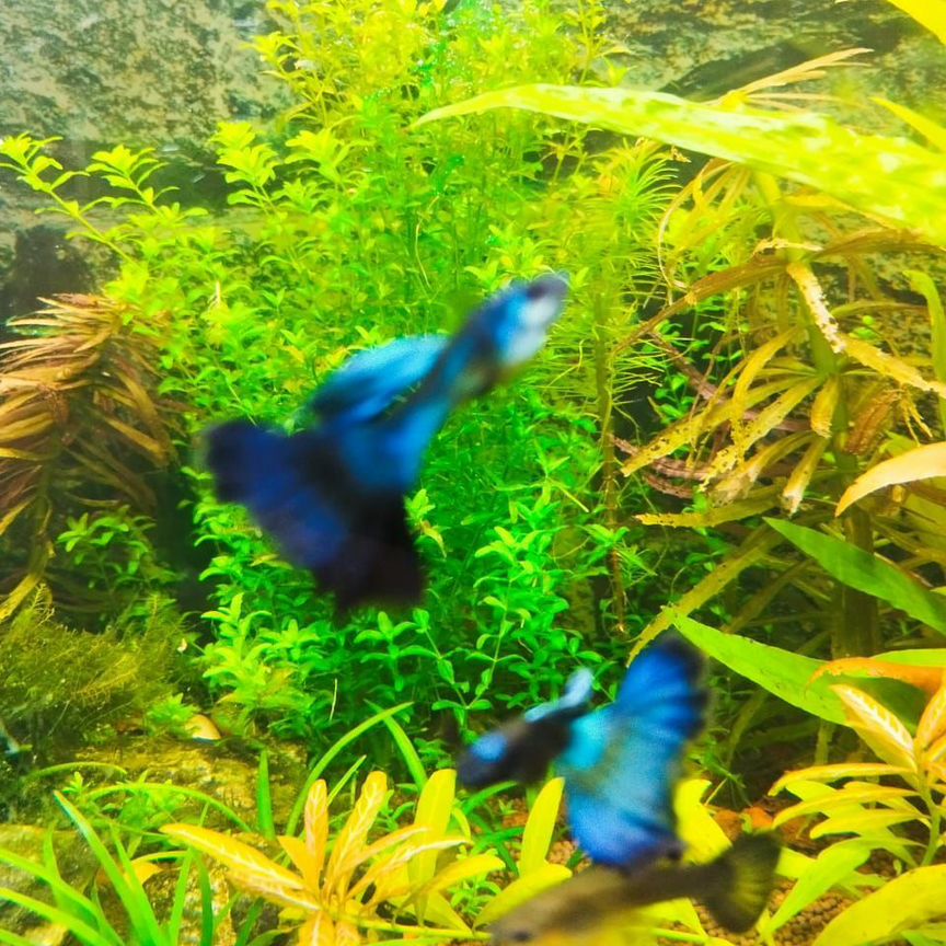 Аквариумные рыбки гуппи