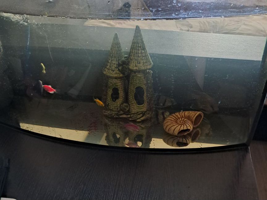 Аквариум с рыбками