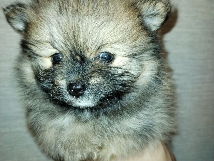 Щенки шпица