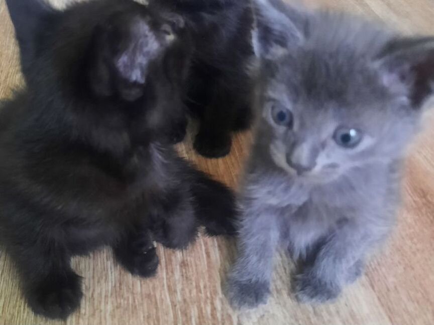 Котятки в добрые руки